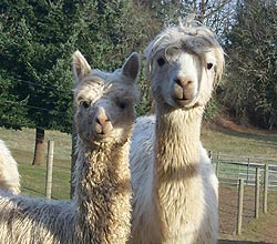 Laughing Gargoyle Alpacas - About Alpacas